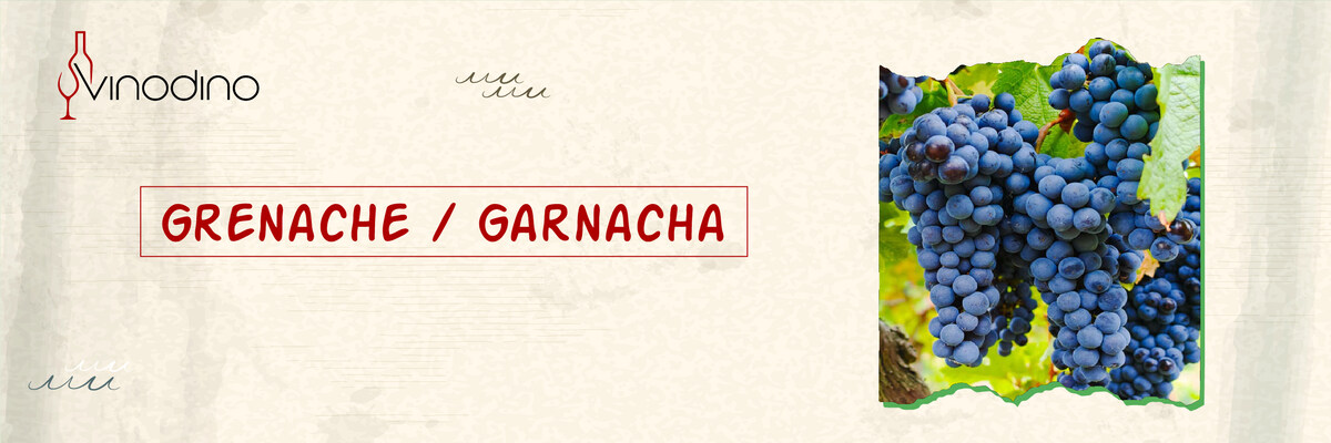 Allt om Grenache: Guide till Grenache-druvan & populära viner