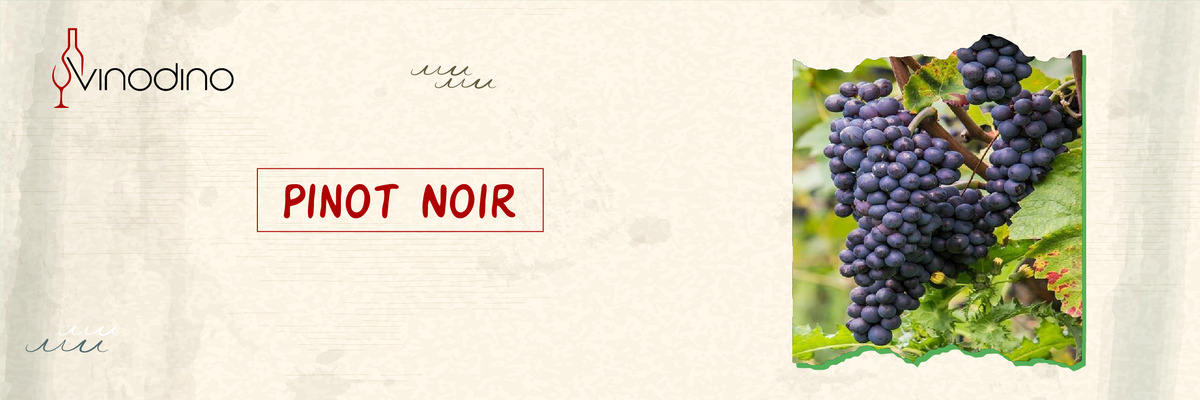 Pinot Noir-guide: Allt om druvan samt populära Pinot Noir-viner